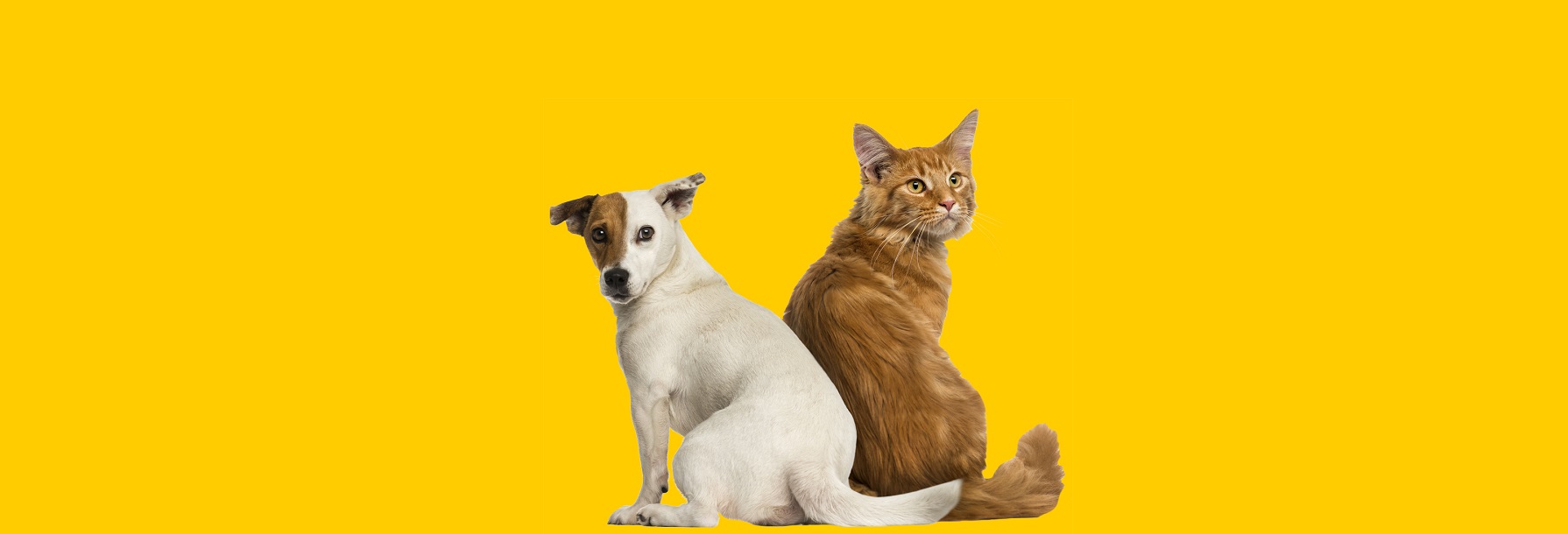 HOPE | Homeless & Orphaned Pets Endeavor